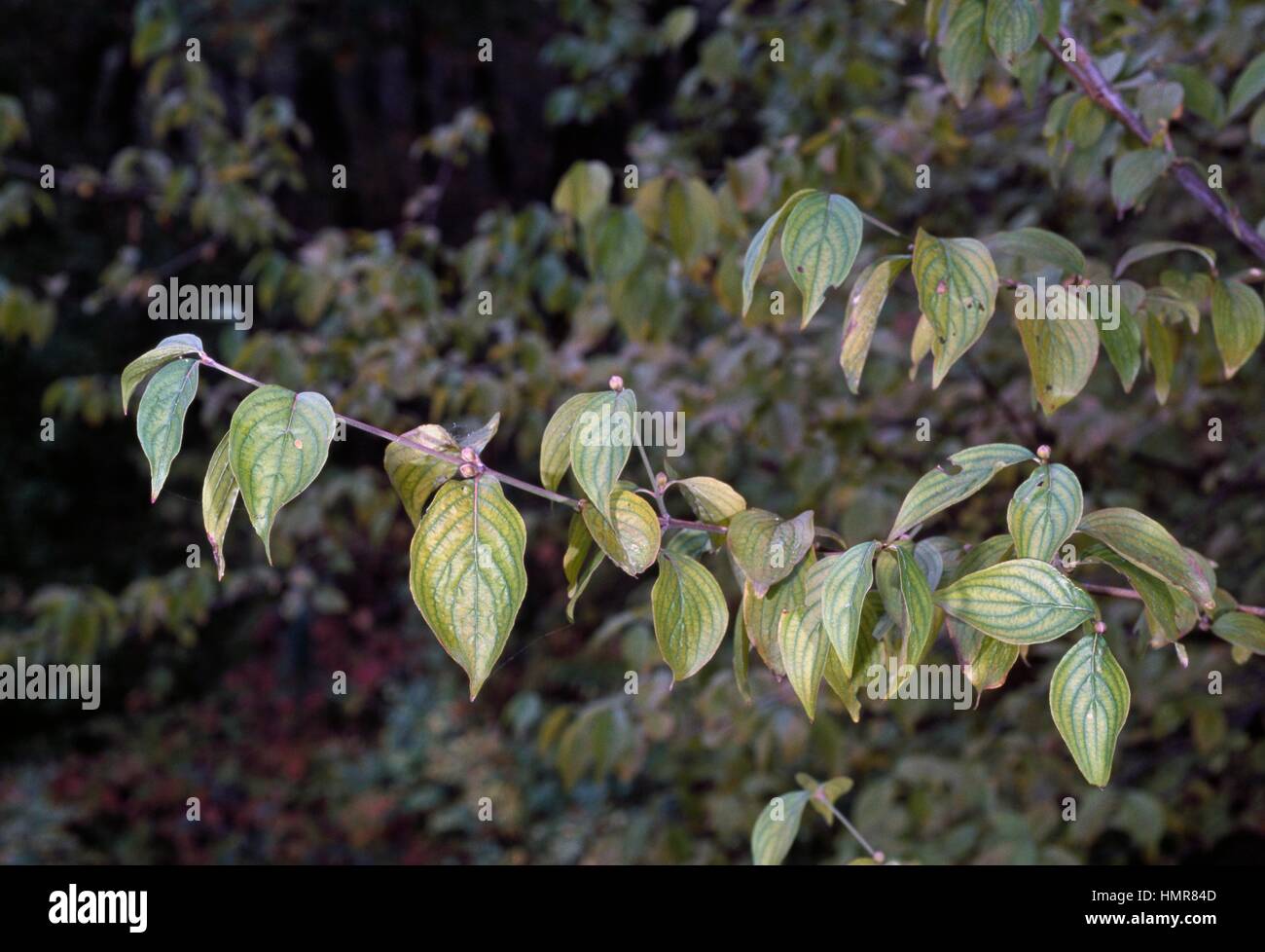 European Cornel (Cornus mas), Cornaceae Stock Photo - Alamy