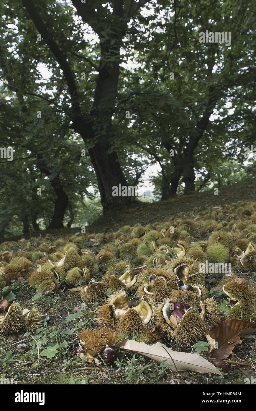 Botany - Trees - Fagaceae. Chestnut trees (Castanea) and nuts Stock ...