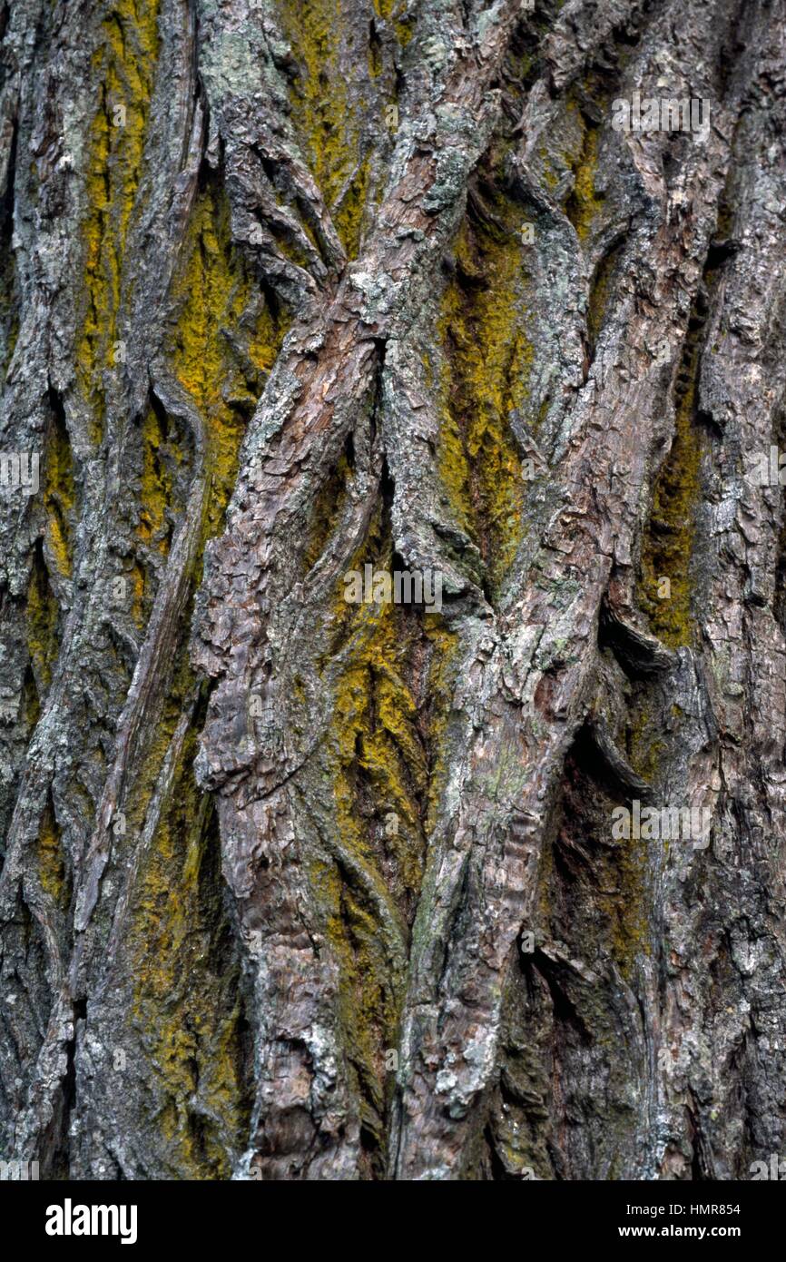 Close up sweet chestnut tree bark hi-res stock photography and images ...