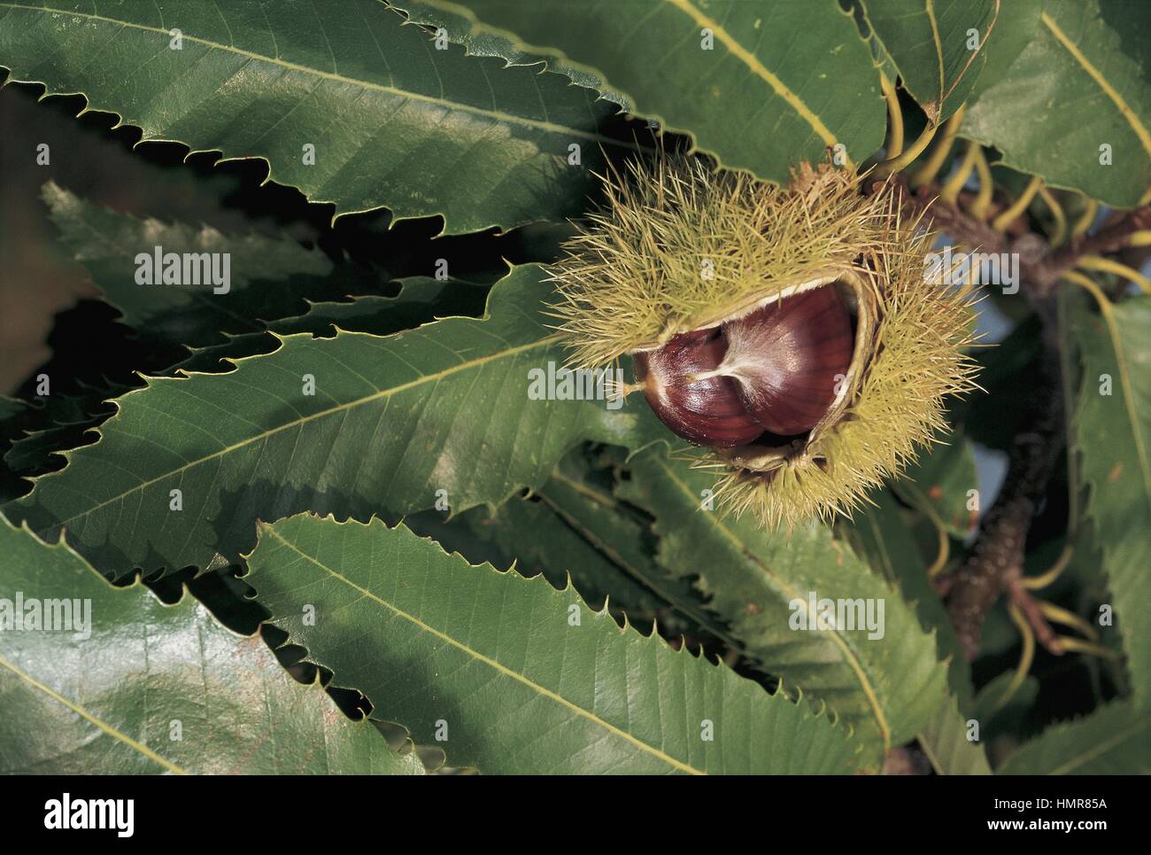Botany - Trees - Fagaceae. Chestnut tree (Castanea). Detail - Nuts ...