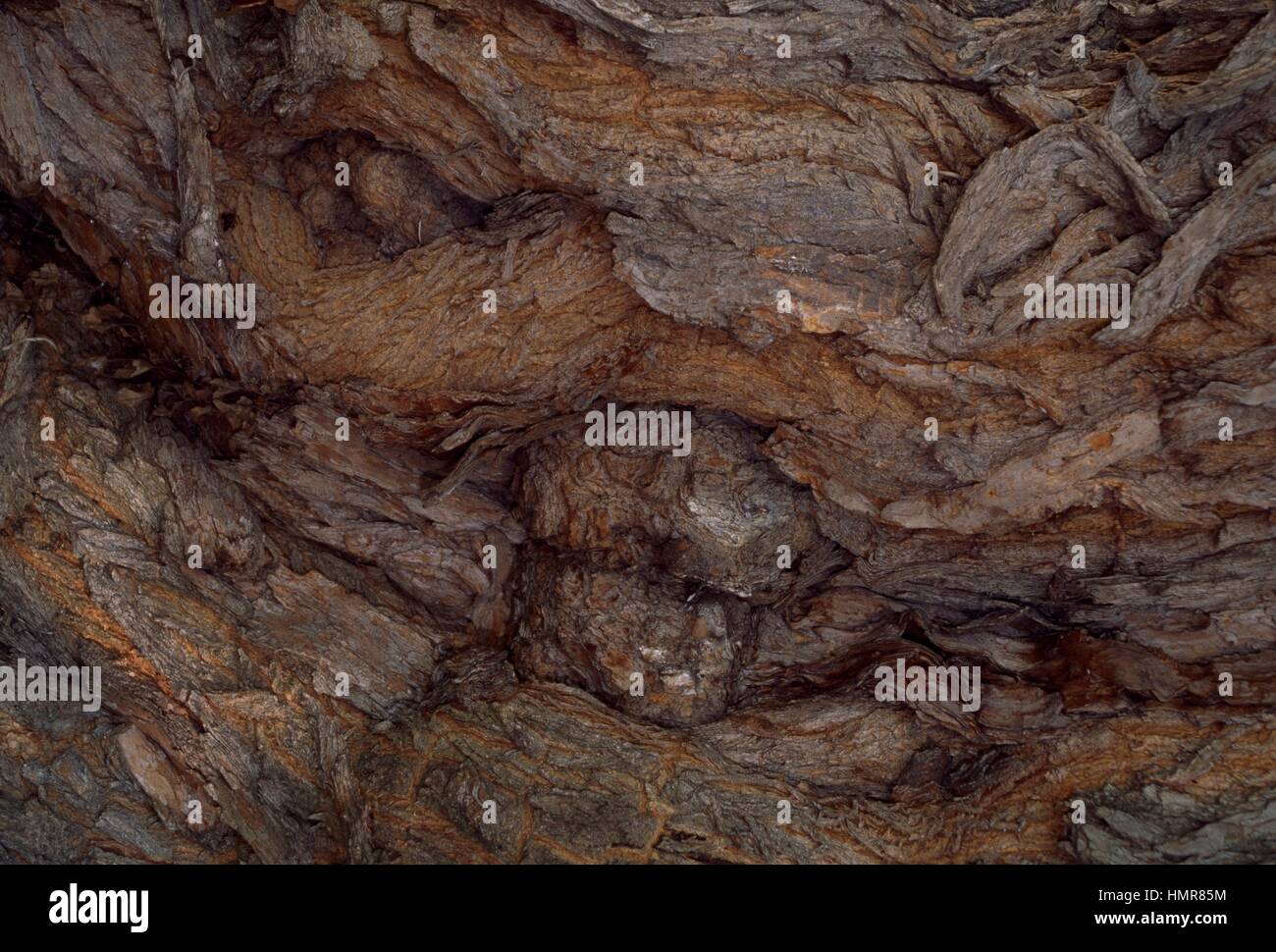 Bodark tree hi-res stock photography and images - Alamy