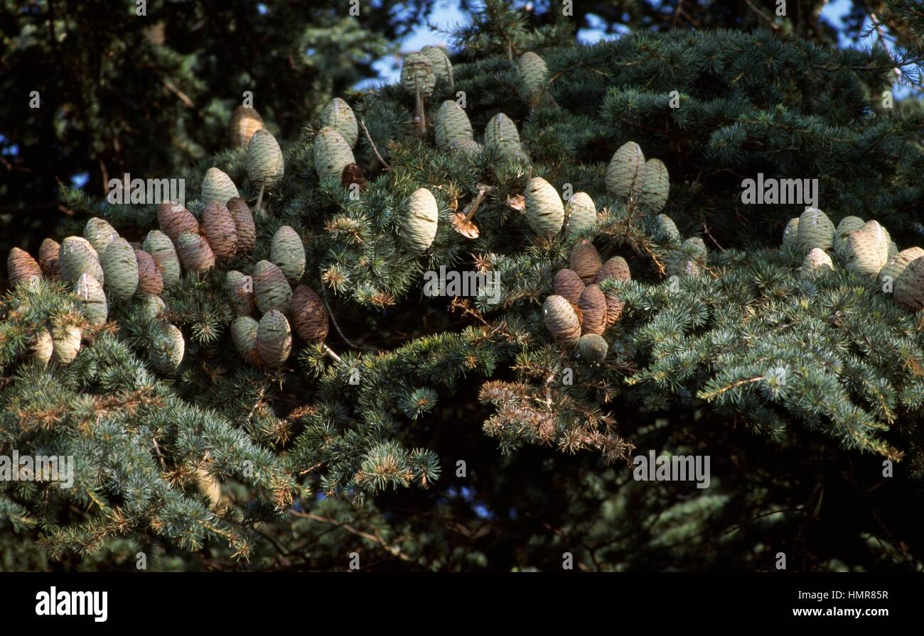 Atlas Cedar leaves and cones (Cedrus atlantica), Pinaceae Stock Photo ...