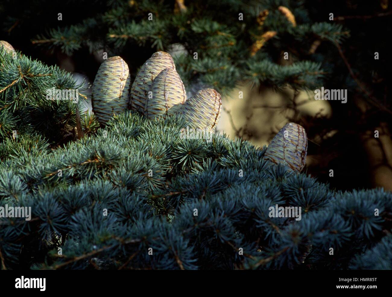 Atlas Cedar leaves and cones (Cedrus atlantica), Pinaceae Stock Photo ...