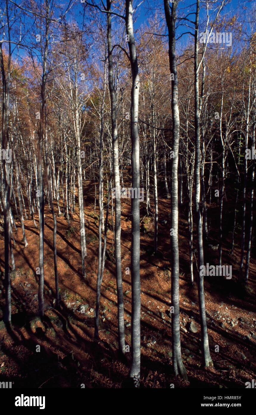 Wild Beech or European Beech Forest (Fagus sylvatica), Fagaceae ...