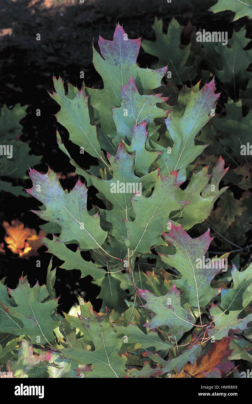 Botany - Trees - Fagaceae. Northern red oak (Quercus rubra). Leaves ...