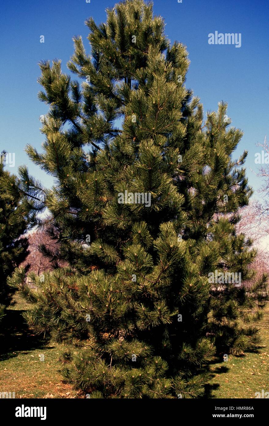 Pinus alba hi-res stock photography and images - Alamy