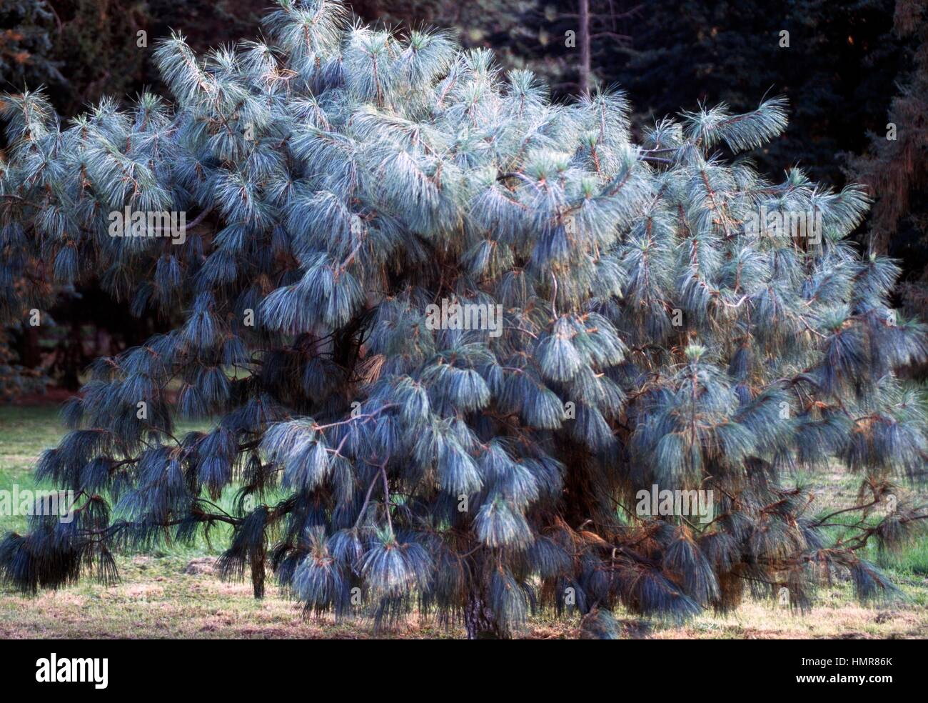 Himalayan Pine (Pinus wallichiana), Pinaceae Stock Photo - Alamy
