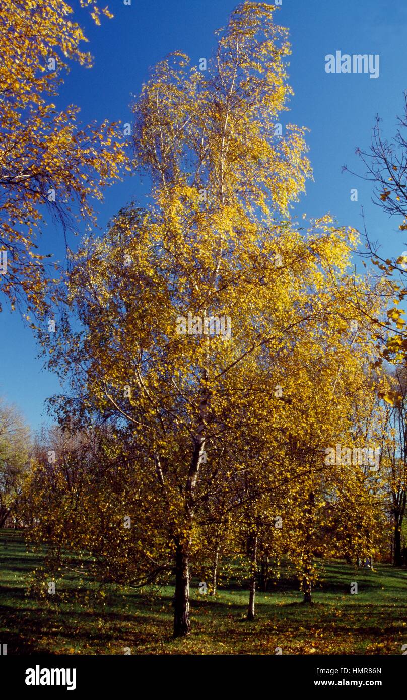 Silver Birch (Betula pendula), Betulaceae Stock Photo - Alamy
