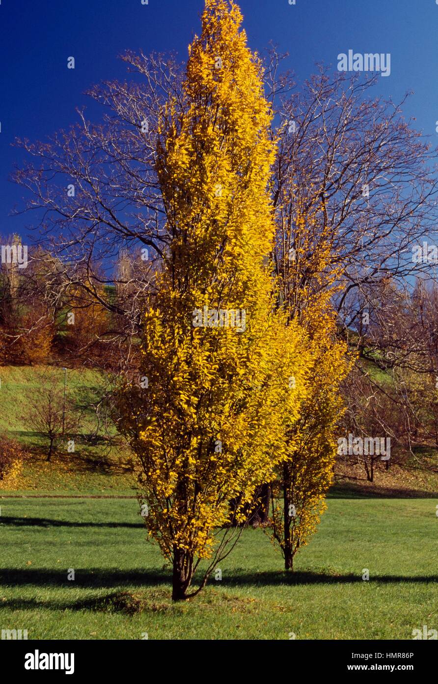 Black Poplar (Populus nigra), Salicaceae Stock Photo - Alamy