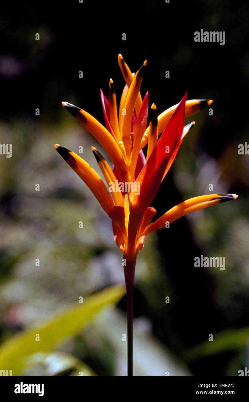 Parakeetflower (Heliconia psittacorum or Heliconia humilis ...