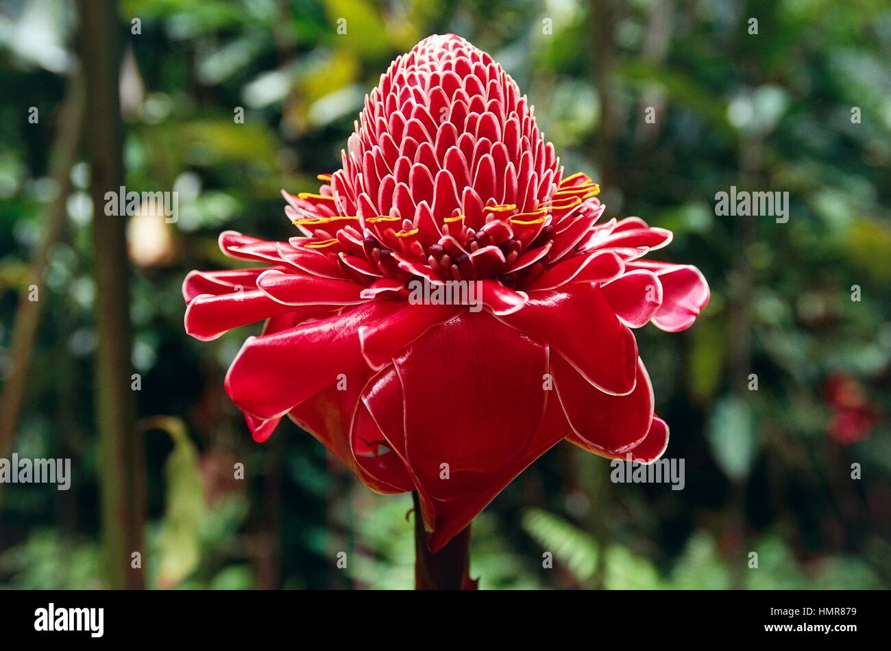 Torch ginger, Red ginger lily or Philippine wax flower (Etlingera ...