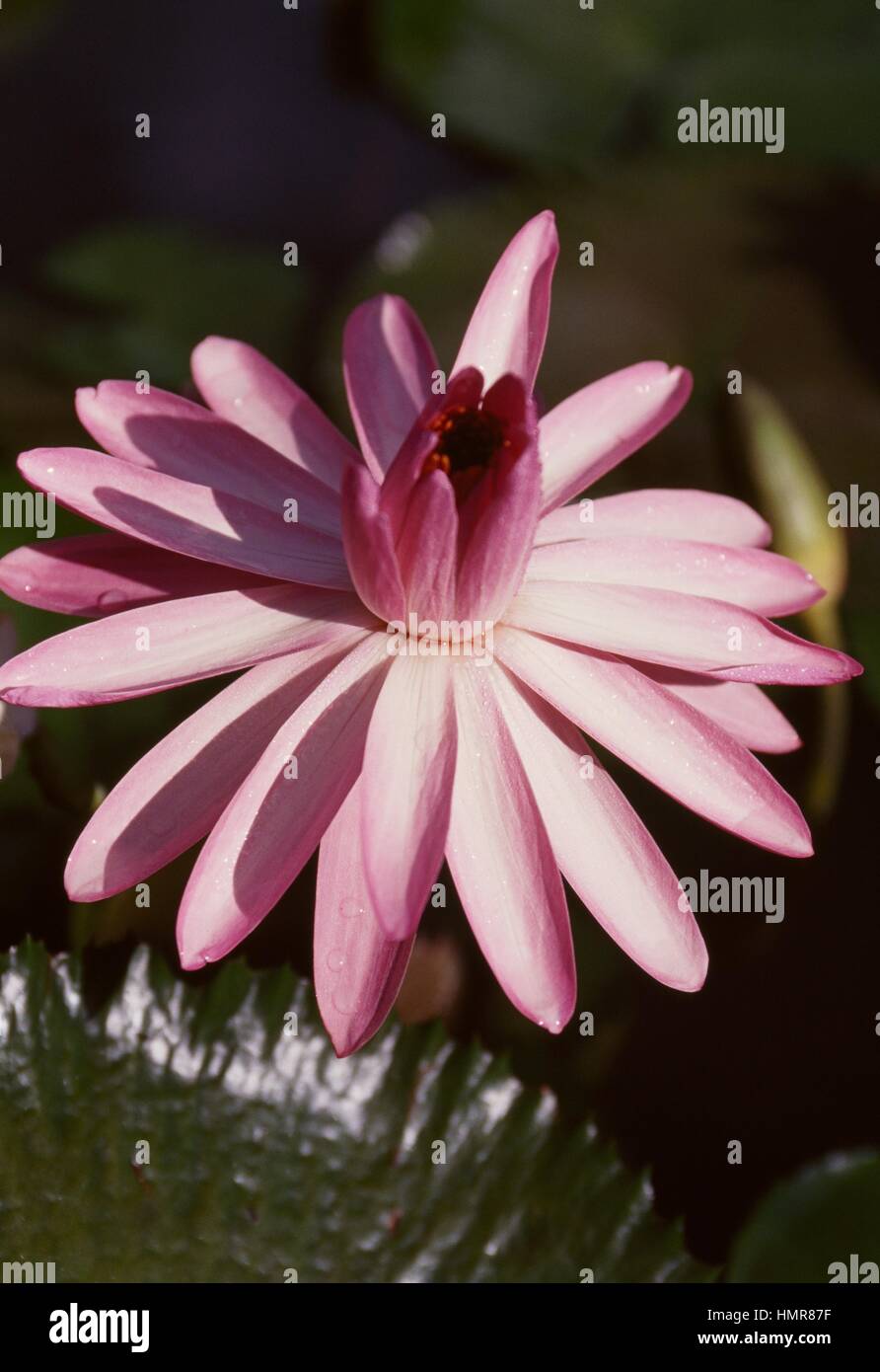 Water-lily (Nymphaea sp), Nymphaeaceae Stock Photo - Alamy