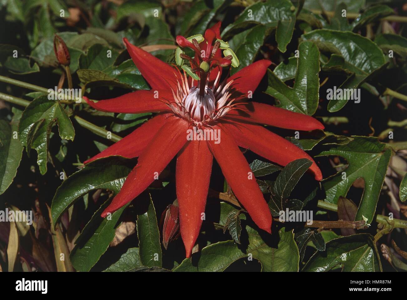 Botany passifloraceae perfumed hi-res stock photography and images - Alamy