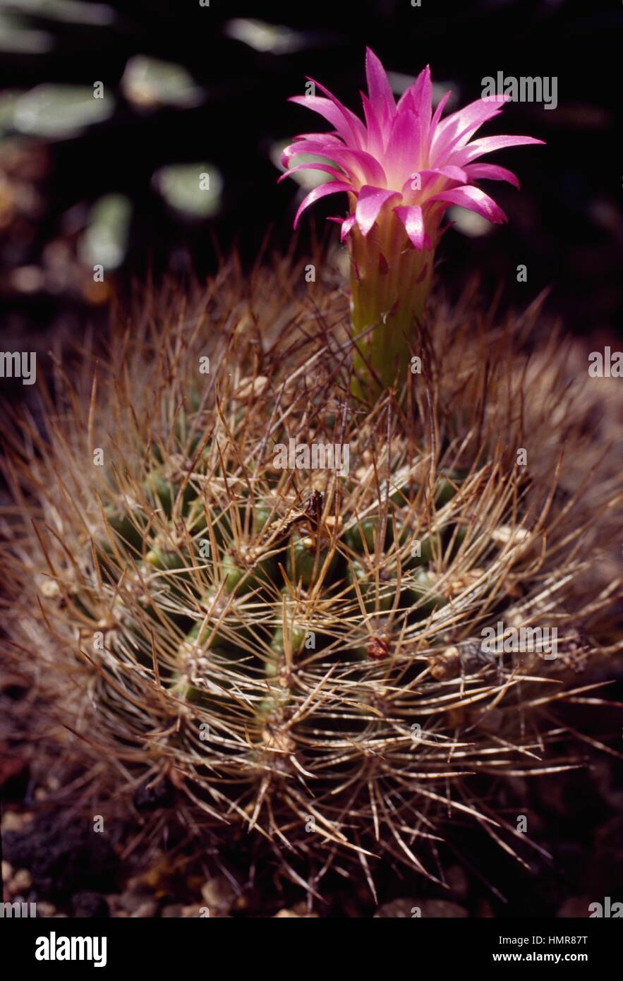Neoporteria nigrihorrida hi-res stock photography and images - Alamy