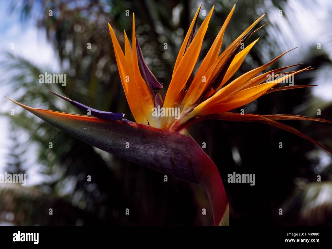 Crane Flower or Bird of Paradise (Strelitzia reginae), Strelitziaceae ...