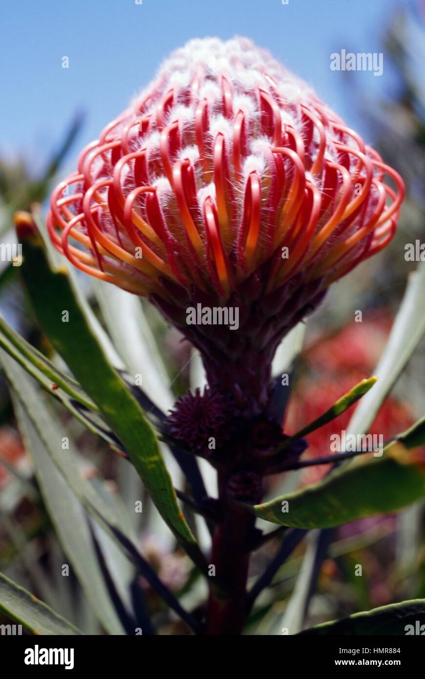 King protea (Protea cynaroides), Proteaceae, Hawaii, United States ...
