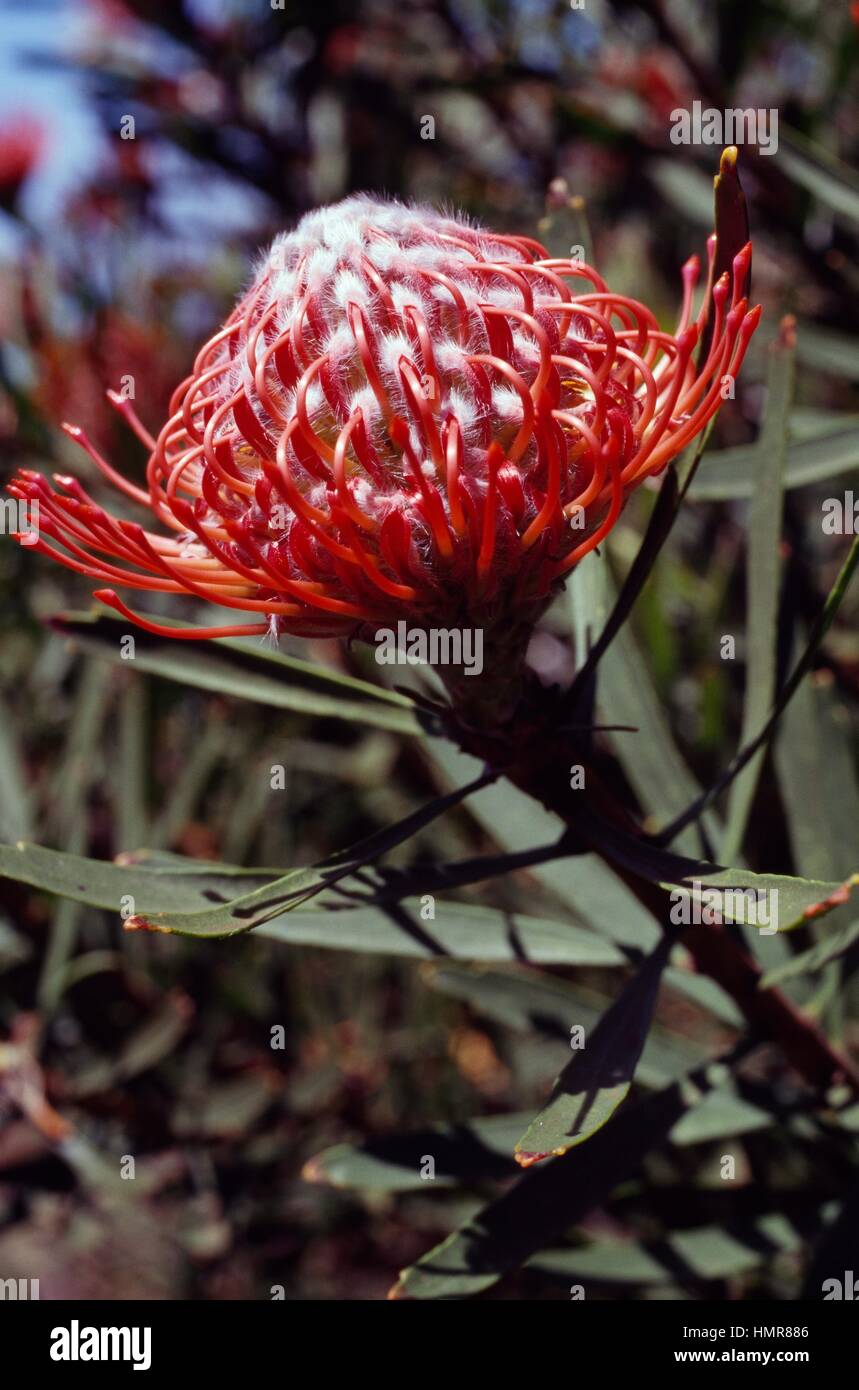 Proteaceae protea tree hi-res stock photography and images - Alamy