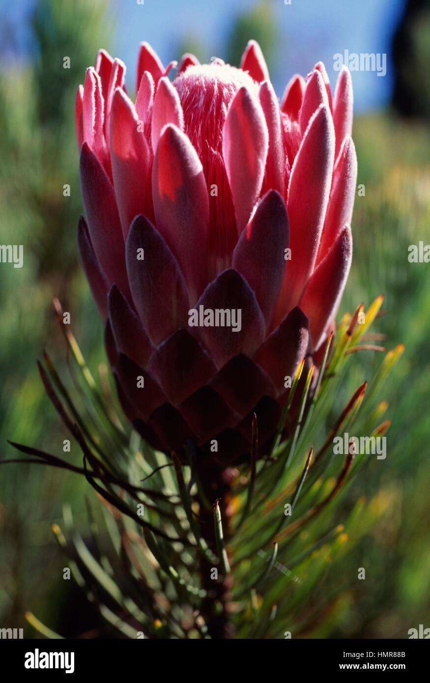 King protea (Protea cynaroides), Proteaceae, Hawaii, United States ...