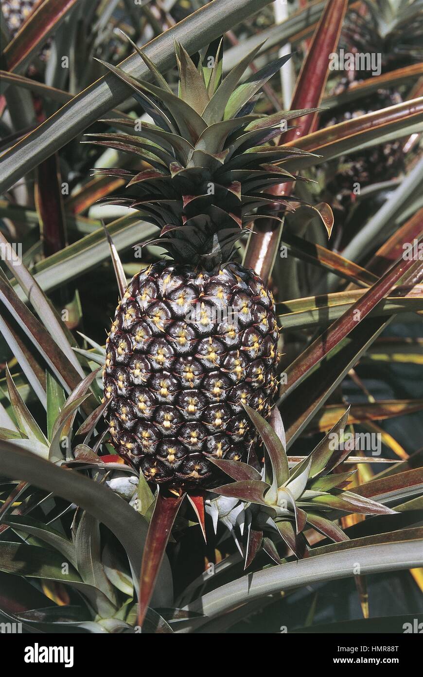 Botany - Trees - Bromeliaceae. Pineapple (Ananas comosus). Fruit Stock ...