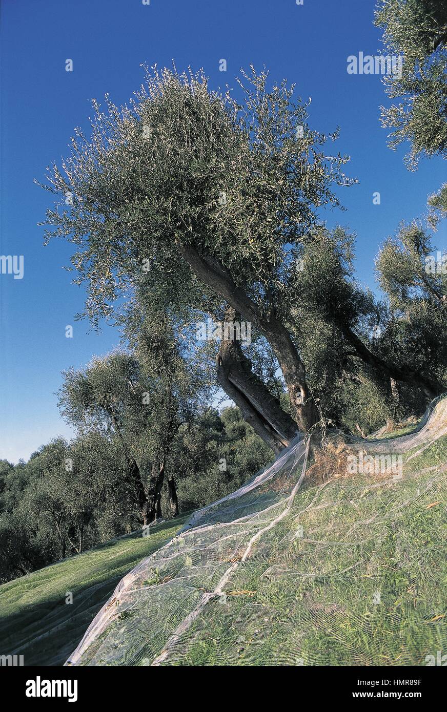 Botany - Trees - Oleaceae. Olive (Olea europaea). Olive harvest Stock ...