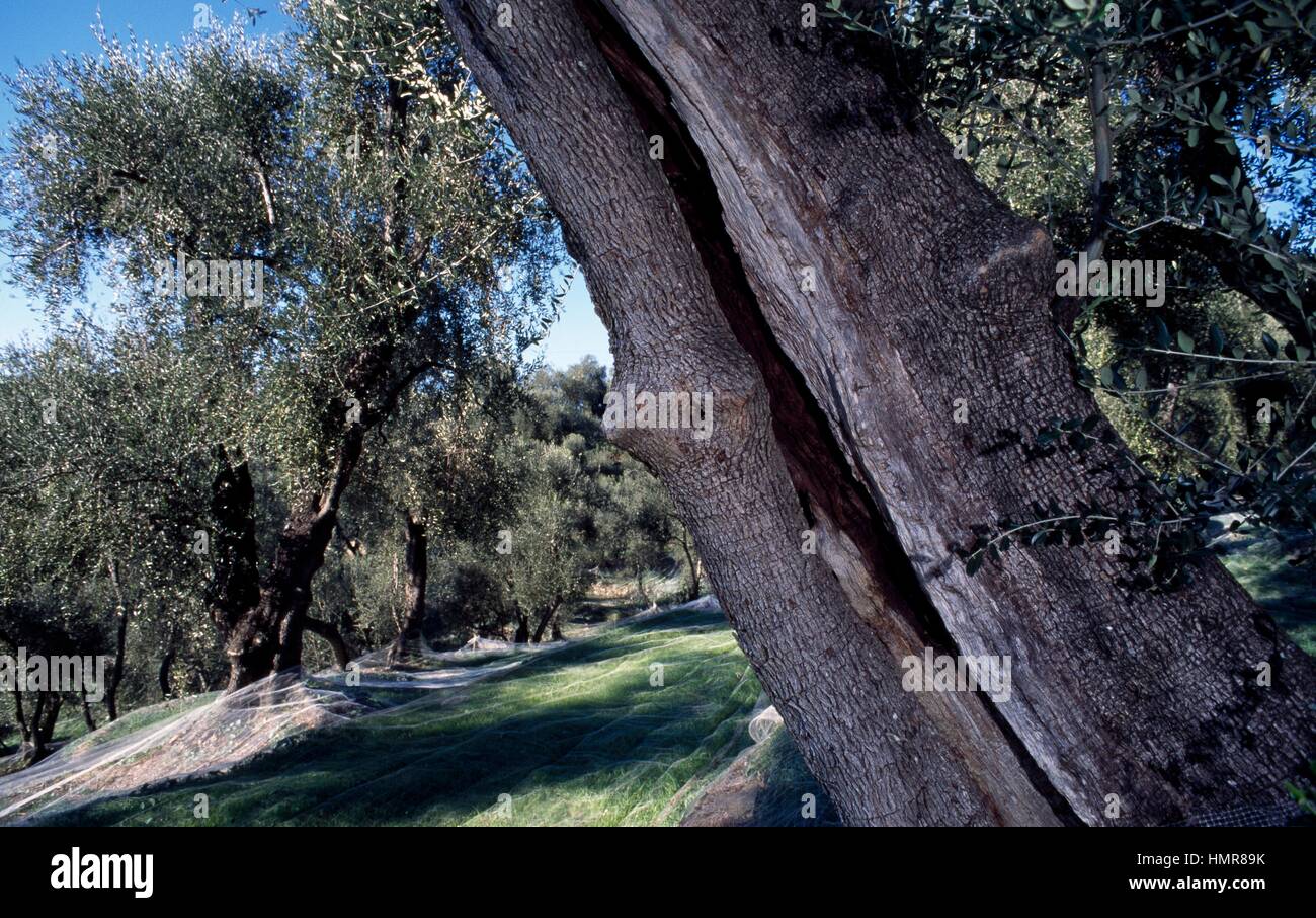 Olive trunk and some specimens (Olea europaea) with picking nets ...
