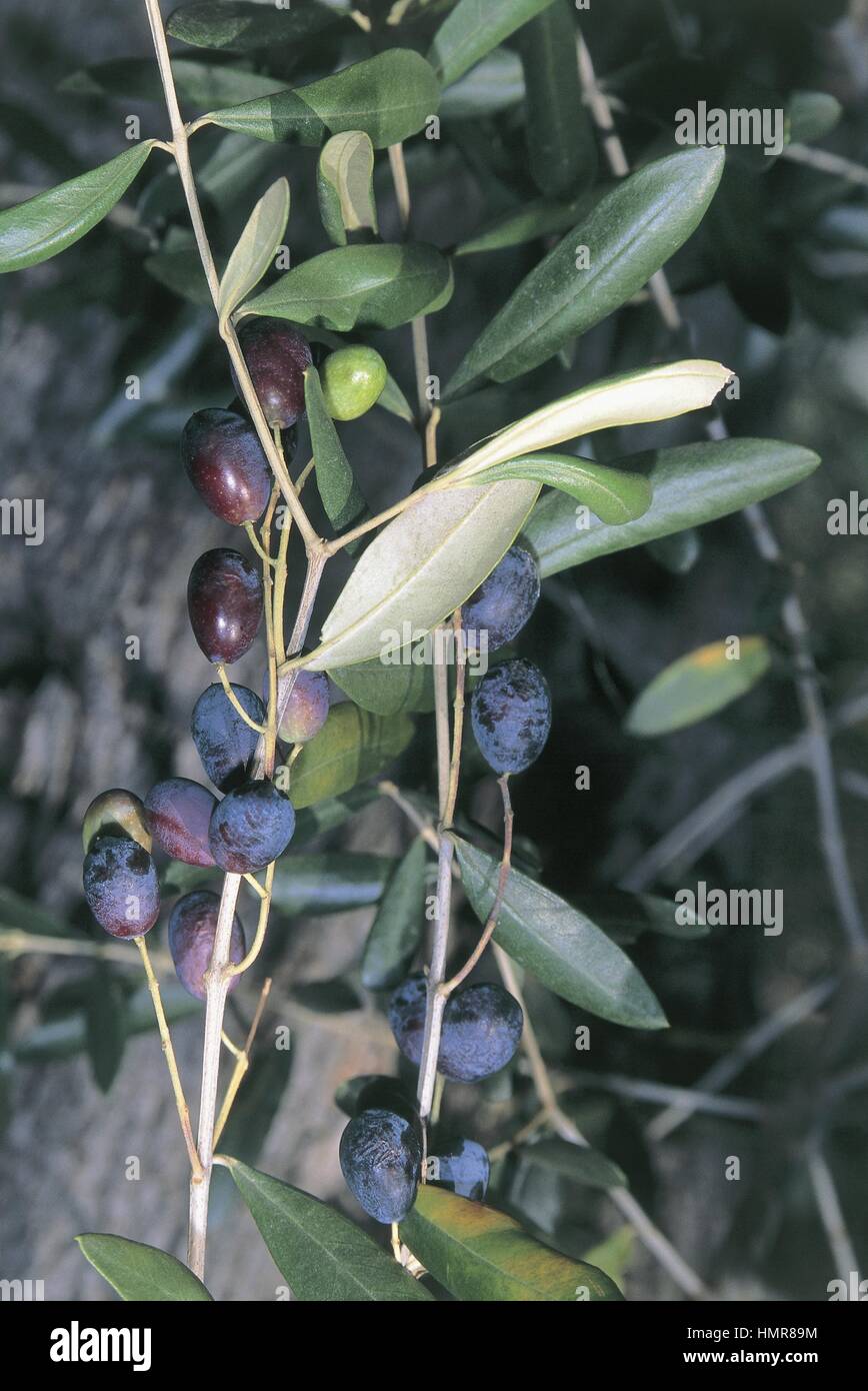 Botany - Trees - Oleaceae. Olive (Olea europaea). Ripe fruits, Diano ...