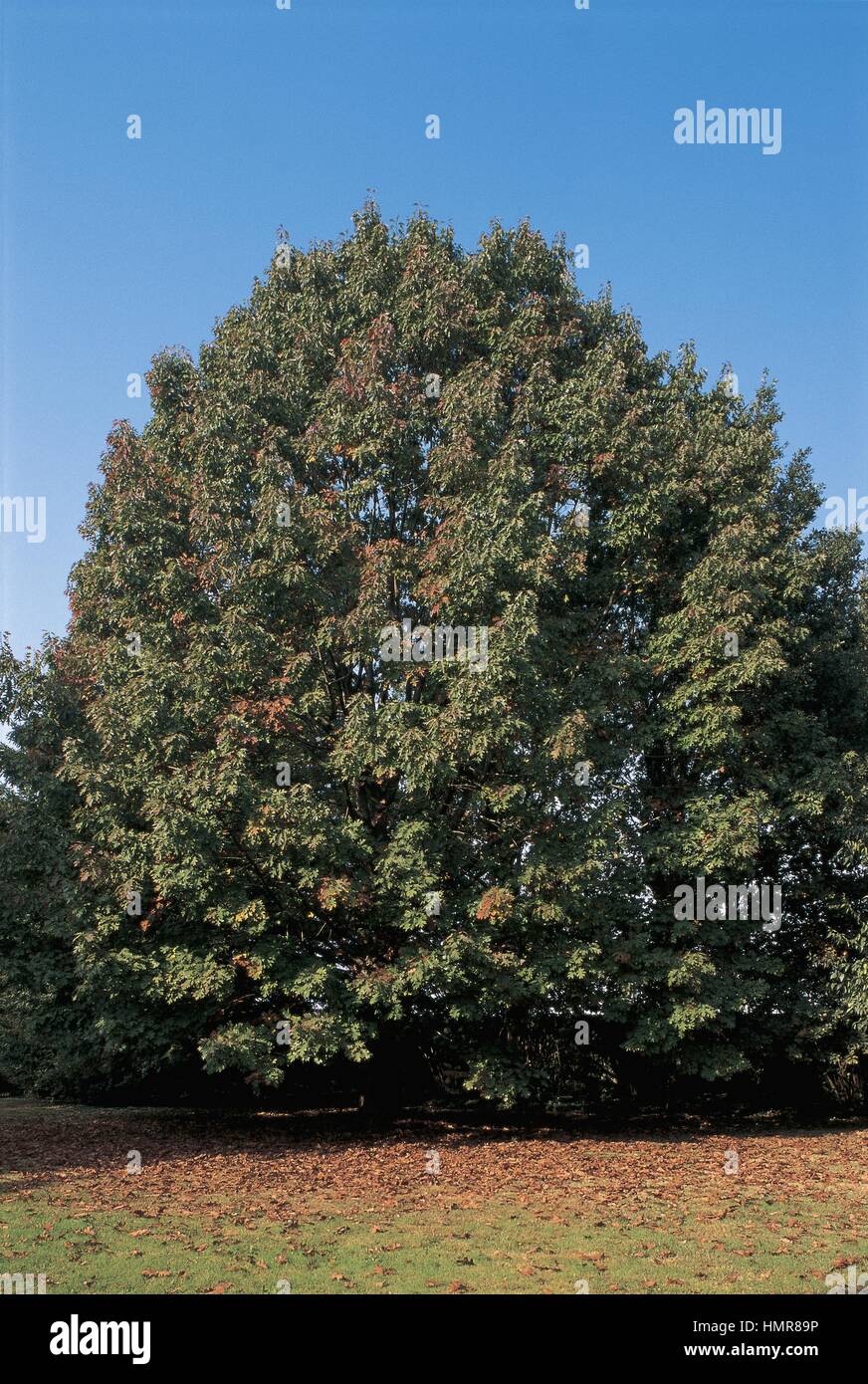 Botany fagaceae northern hi-res stock photography and images - Alamy