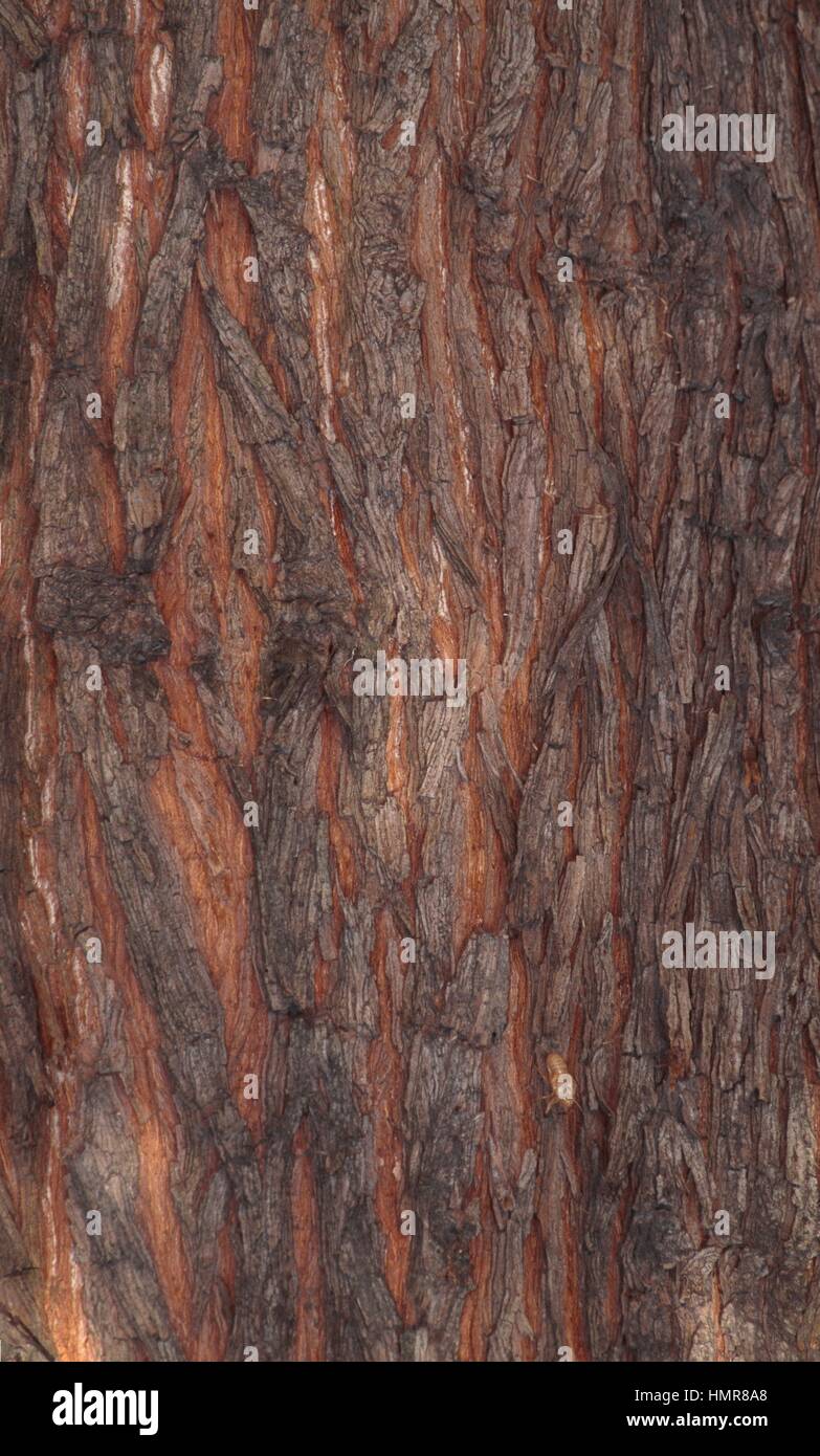 Swamp Cypress or Bald Cypress bark (Taxodium distichum), Cupressaceae ...