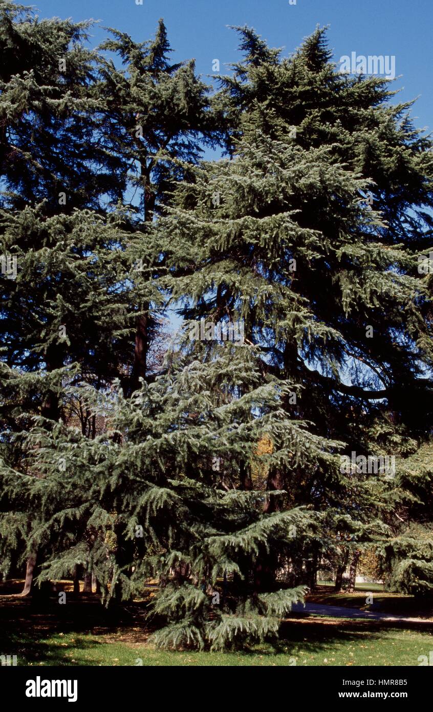 Atlas Cedar (Cedrus atlantica), Pinaceae Stock Photo - Alamy