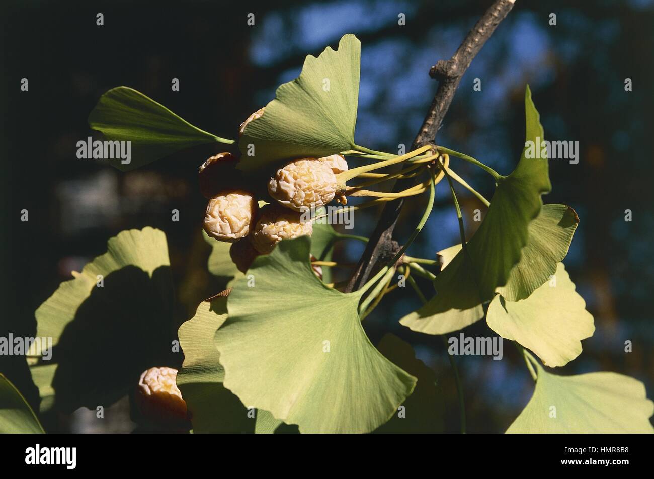Botany - Trees - Ginkgoaceae. Maidenhair tree (Ginkgo biloba). Leaves ...