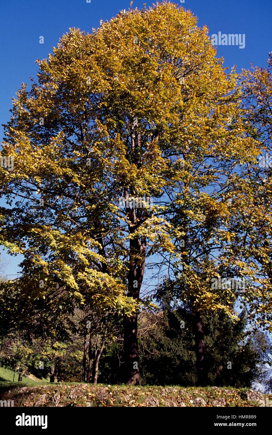 Silver Lime (Tilia tomentosa), Tiliaceae-Malvaceae Stock Photo - Alamy