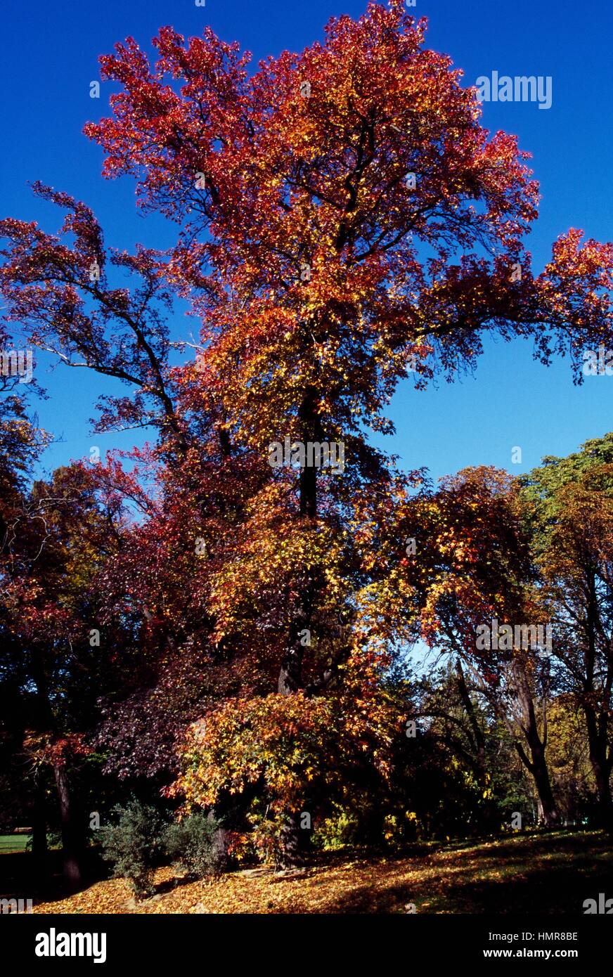 Hamamelidaceae altingiaceae hi-res stock photography and images - Alamy