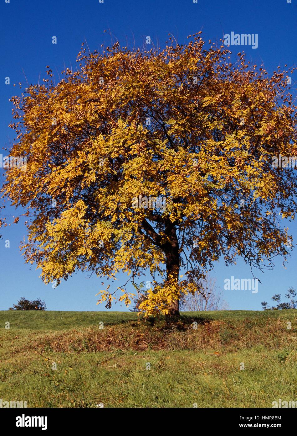 Lantern Tree (Koelreuteria paniculata), Sapindaceae Stock Photo - Alamy