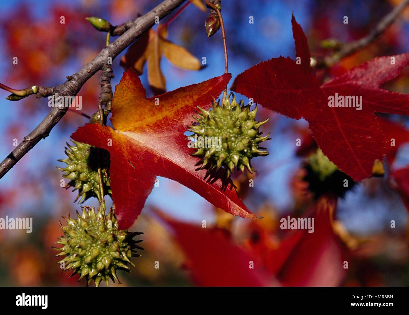 American sweetgum branch with leaves and seed heads (Liquidambar ...