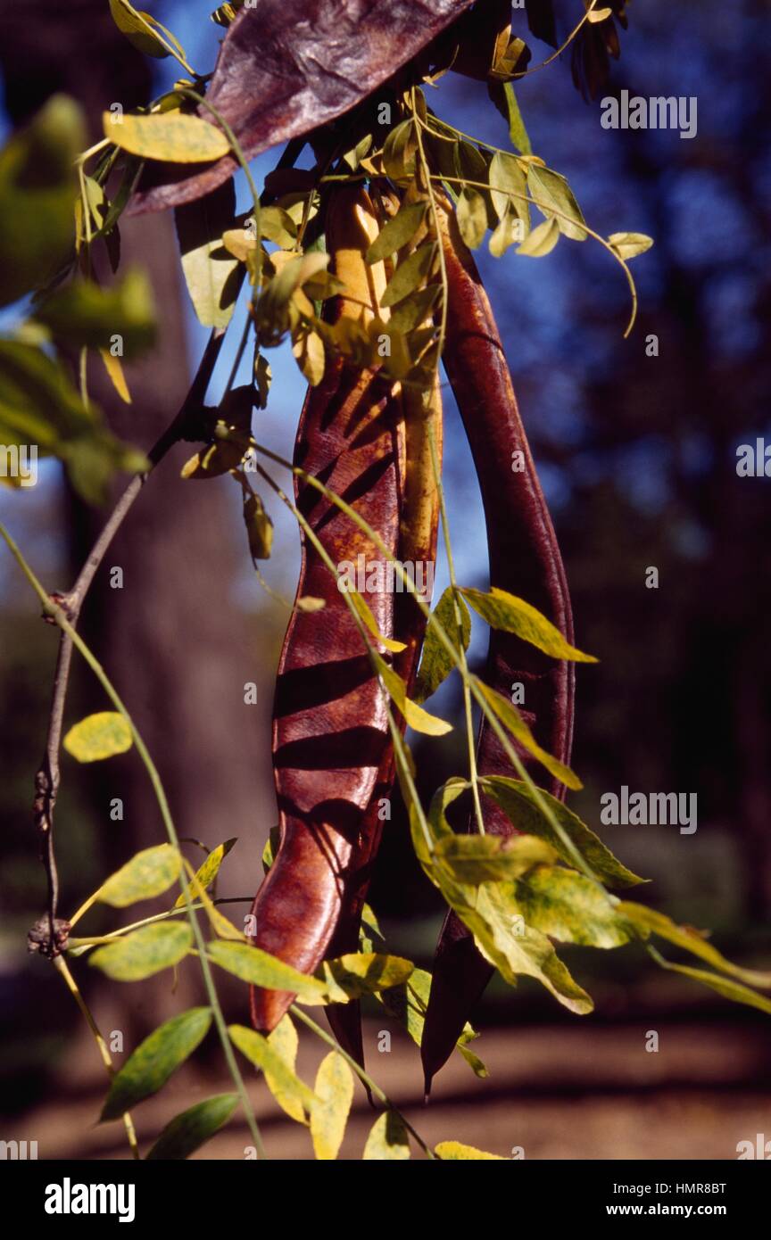 Judah tree hi-res stock photography and images - Alamy