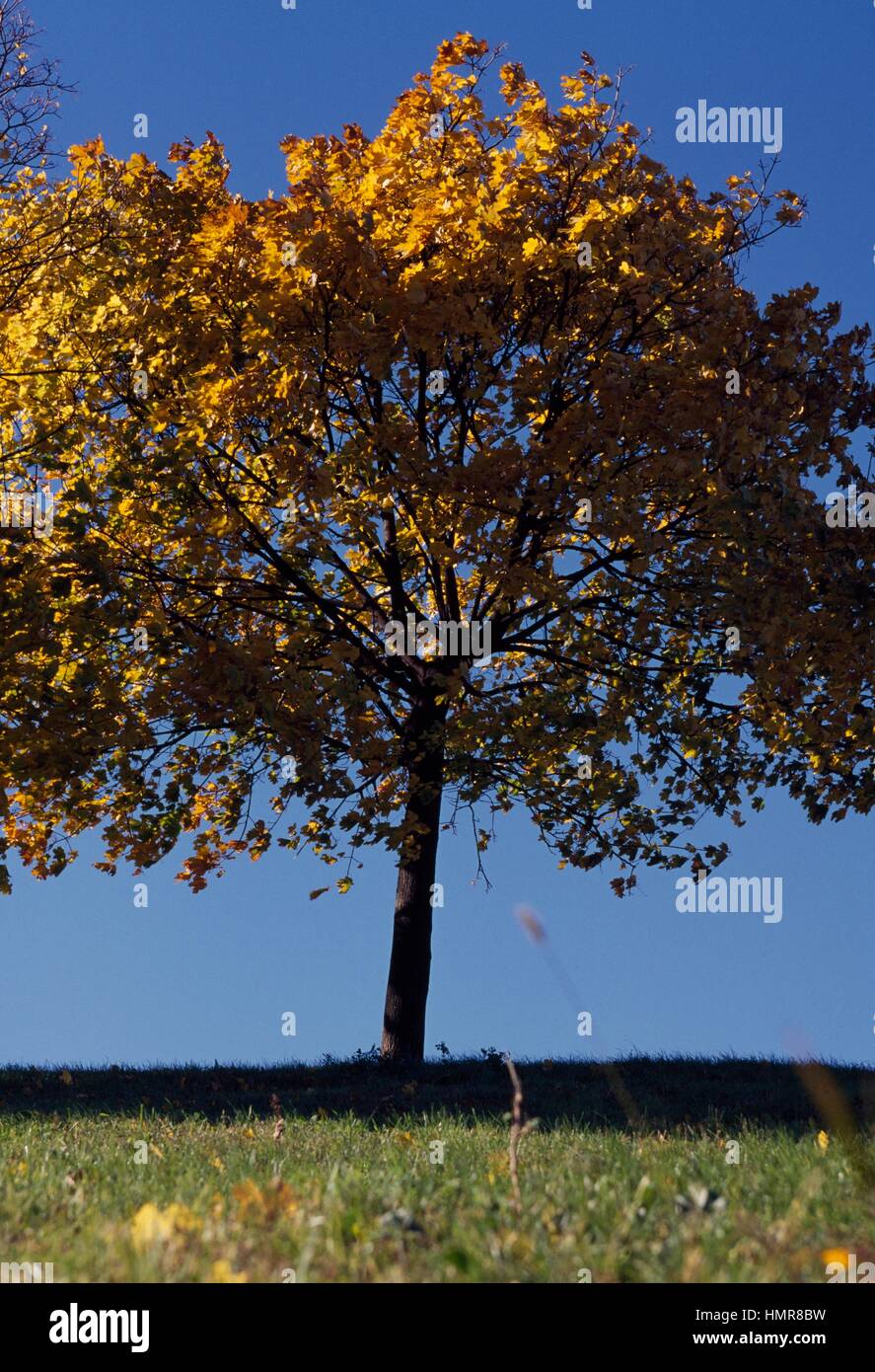 Curly Maple or Norway Maple (Acer platanoides), Aceraceae-Sapindaceae ...