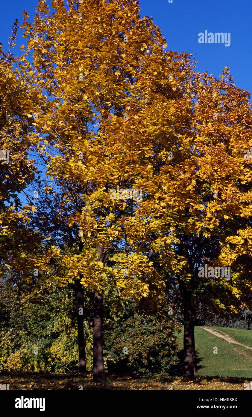 Curly Maple or Norway Maple (Acer platanoides), Aceraceae-Sapindaceae ...