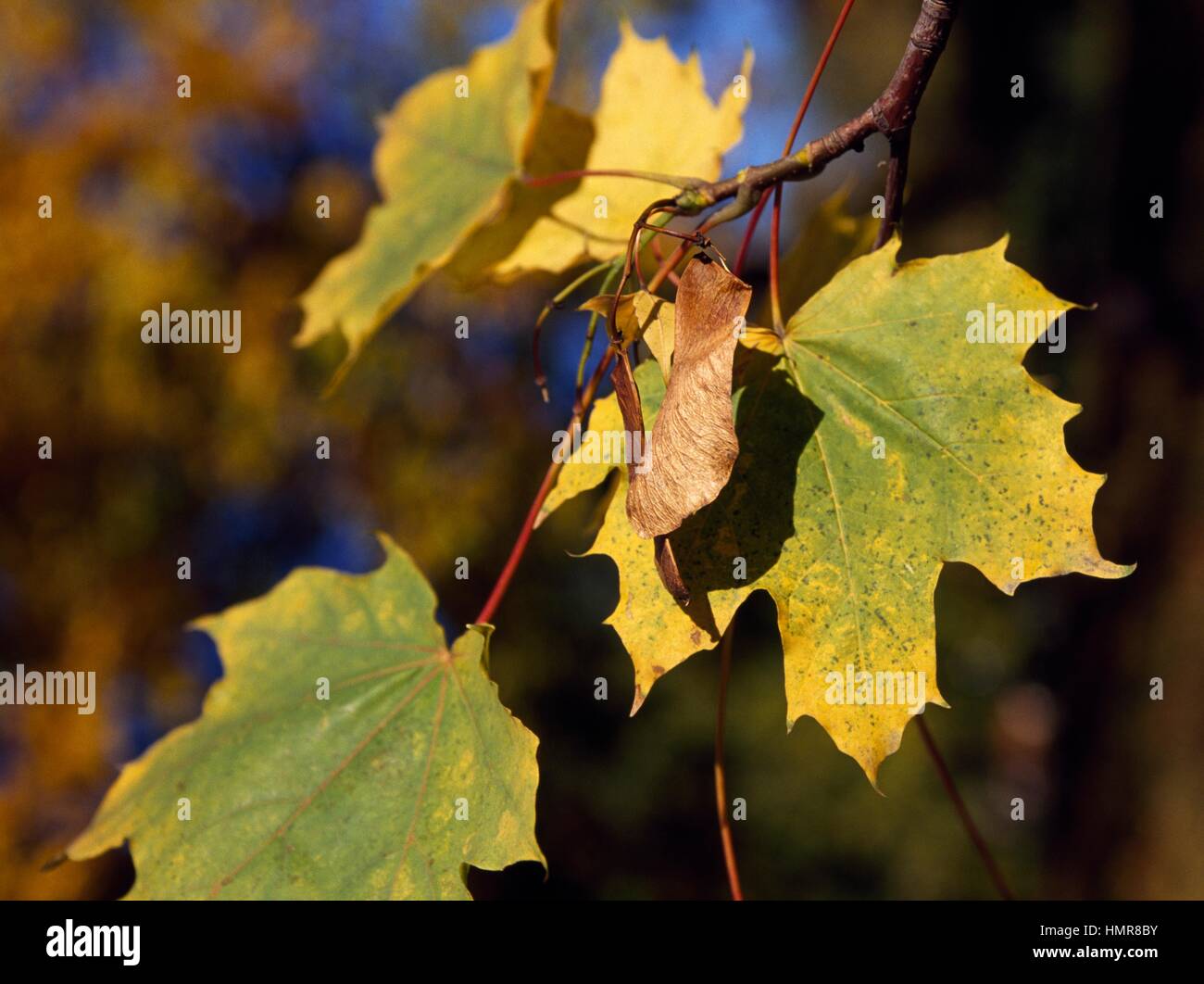 Curly maple hi-res stock photography and images - Alamy