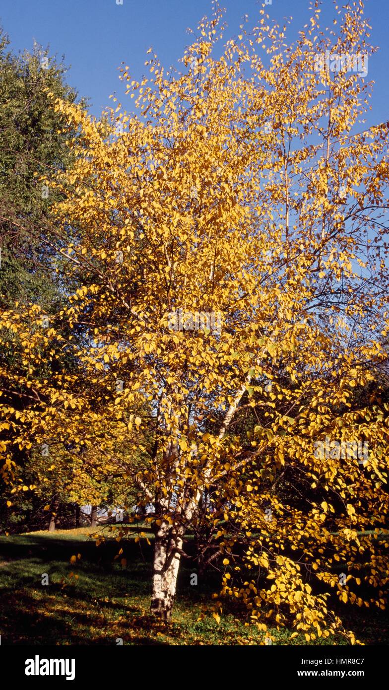 Silver Birch (Betula pendula), Betulaceae Stock Photo - Alamy