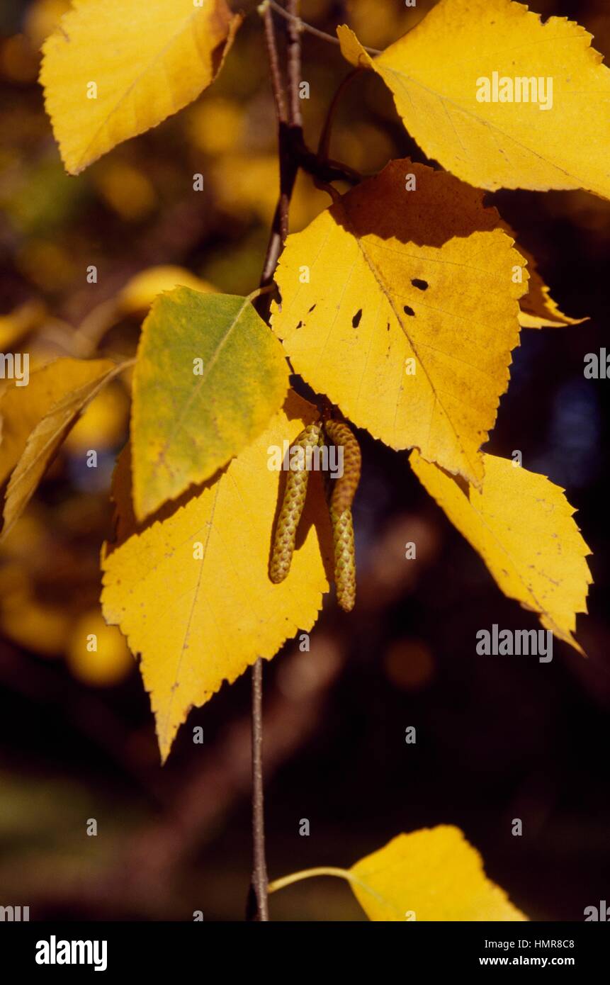 Silver birch leaves male catkins betula pendula hi-res stock ...