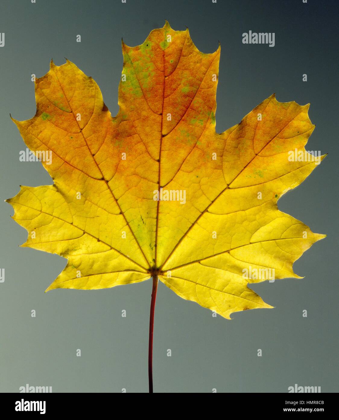 Curly Maple or Norway Maple leaves (Acer platanoides), Aceraceae ...