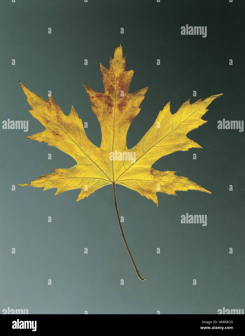 Botany - Trees - Aceraceae. Silver maple (Acer saccharinum). Leaf Stock ...