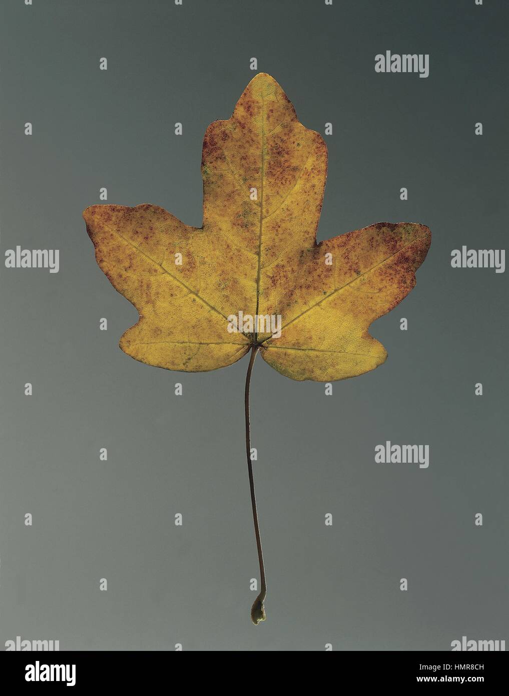 Botany - Aceraceae. Hedge maple (Acer campestre). Leaf Stock Photo - Alamy