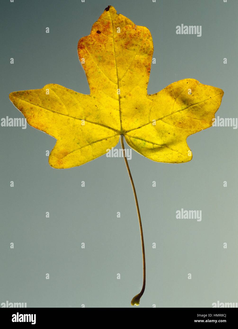 Field Maple leaf (Acer campestre), Aceraceae-Sapindaceae Stock Photo ...