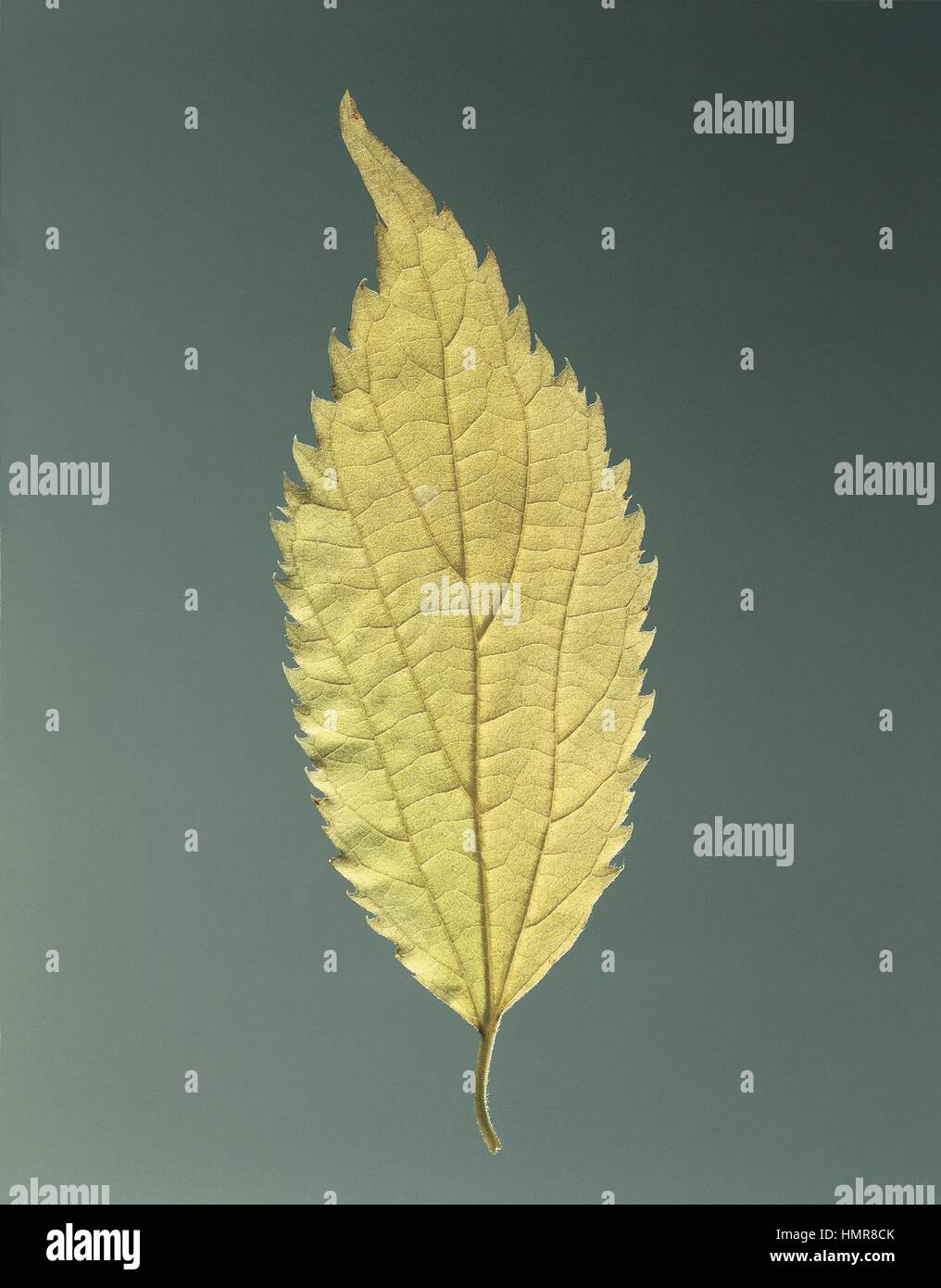 Botany - Trees - Ulmaceae. European hackberry (Celtis australis). Leaf ...