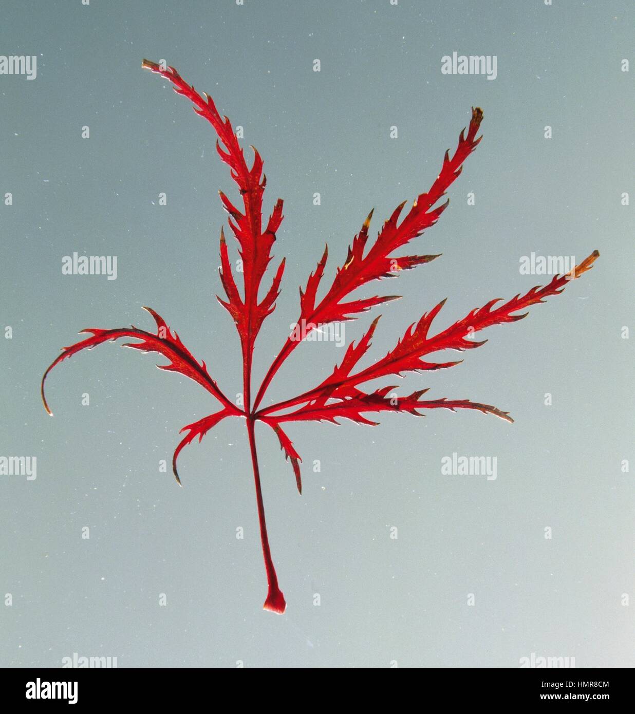 Lace Leaf Japanese Maple leaves (Acer japonicum dissectum), Aceraceae ...