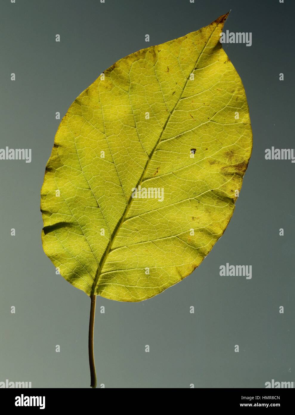 Carolina Sweetshrub leaf (Calycanthus floridus), Calycanthaceae Stock ...