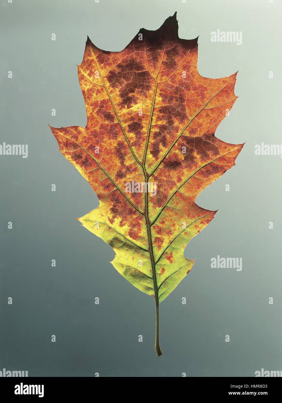 Botany fagaceae northern hi-res stock photography and images - Alamy