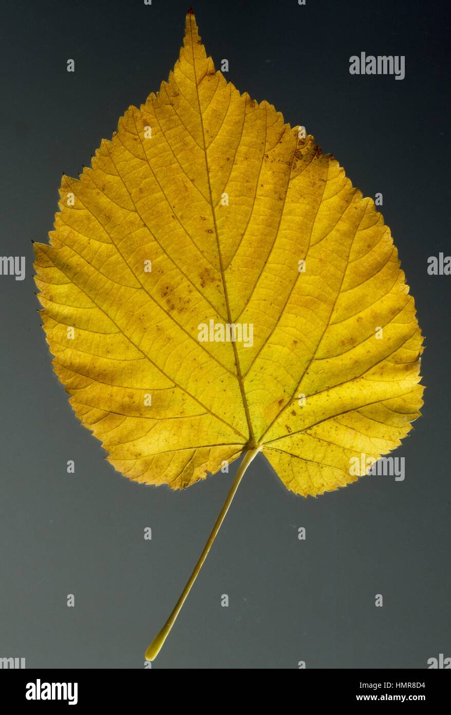 Lime leaf (Tilia), Tiliaceae Stock Photo - Alamy