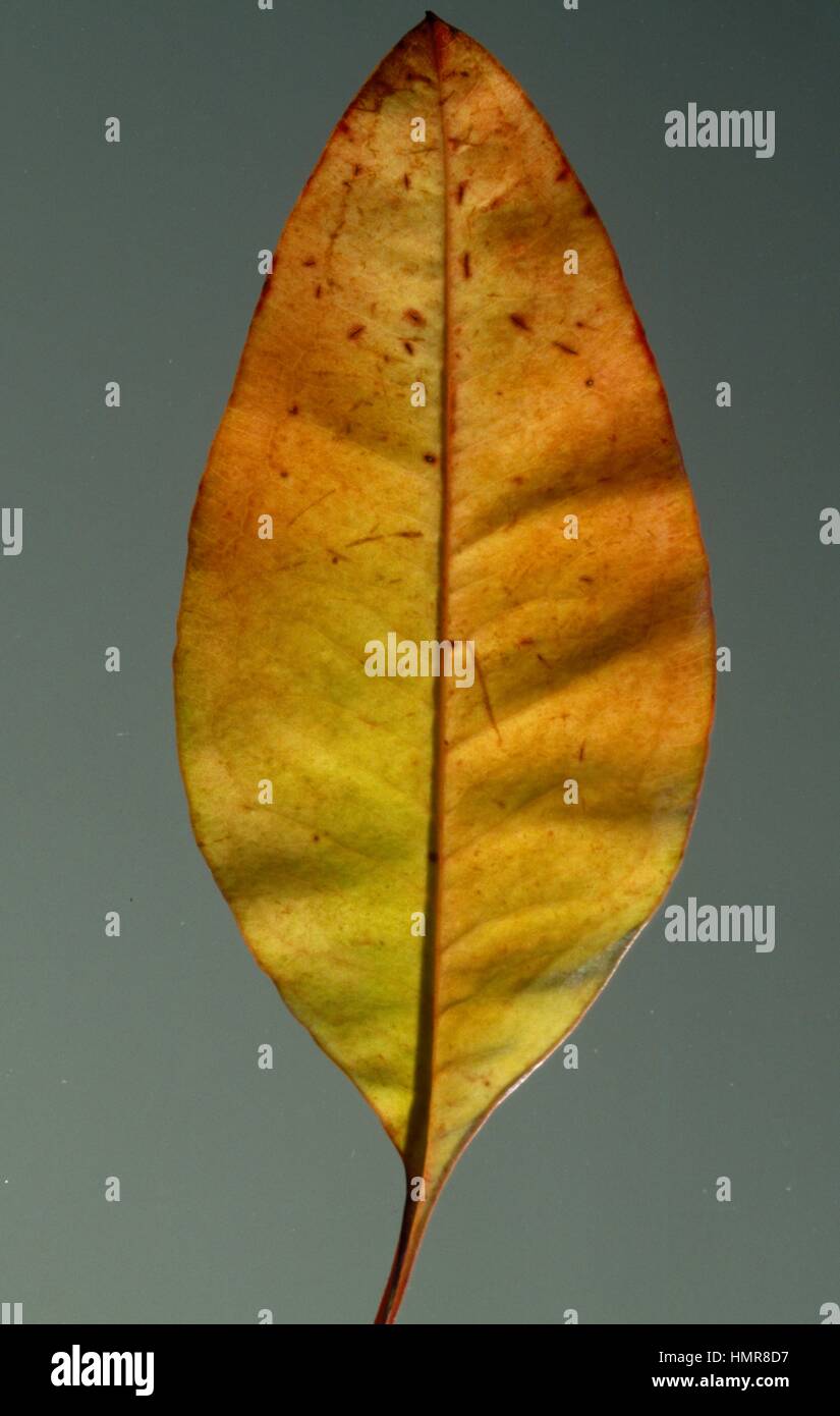 Cider gum leaf eucalyptus gunii hi-res stock photography and images - Alamy